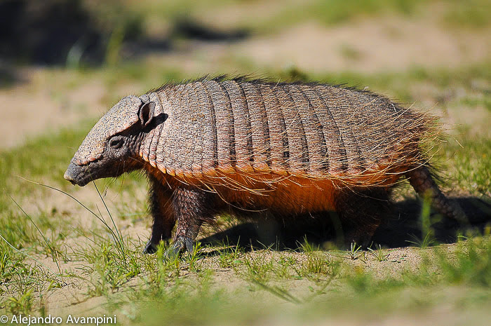 Dwarf Armadillo - Hotel Del Nómade