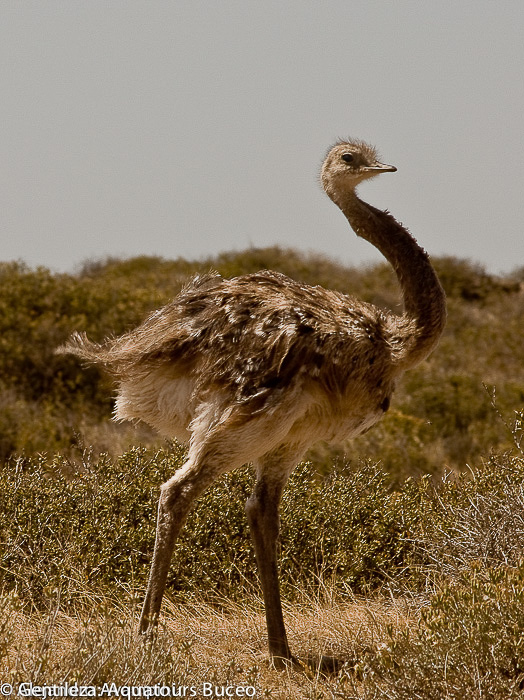 Choique - Hotel Del Nómade